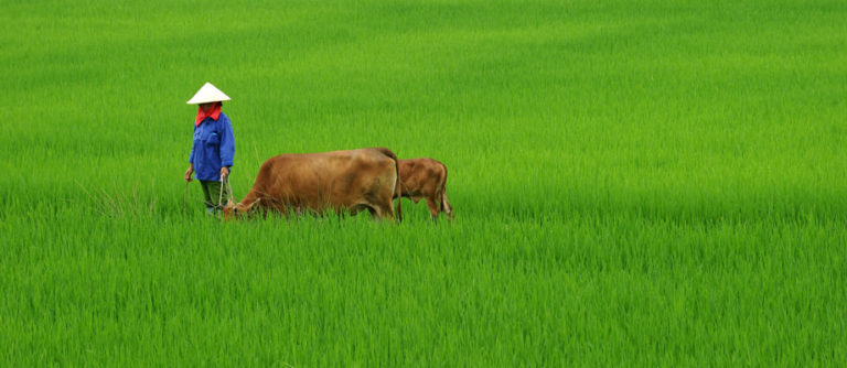 Book review: How Asia Works. Success and Failure in the world's most ...